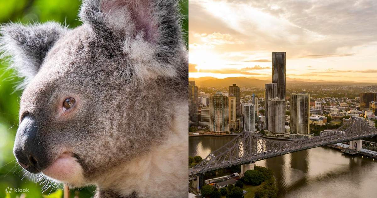 Tour Nổi Bật Thành Phố Brisbane với Vé Vào Khu Bảo Tồn Gấu Koala Lone Pine - Klook Việt Nam